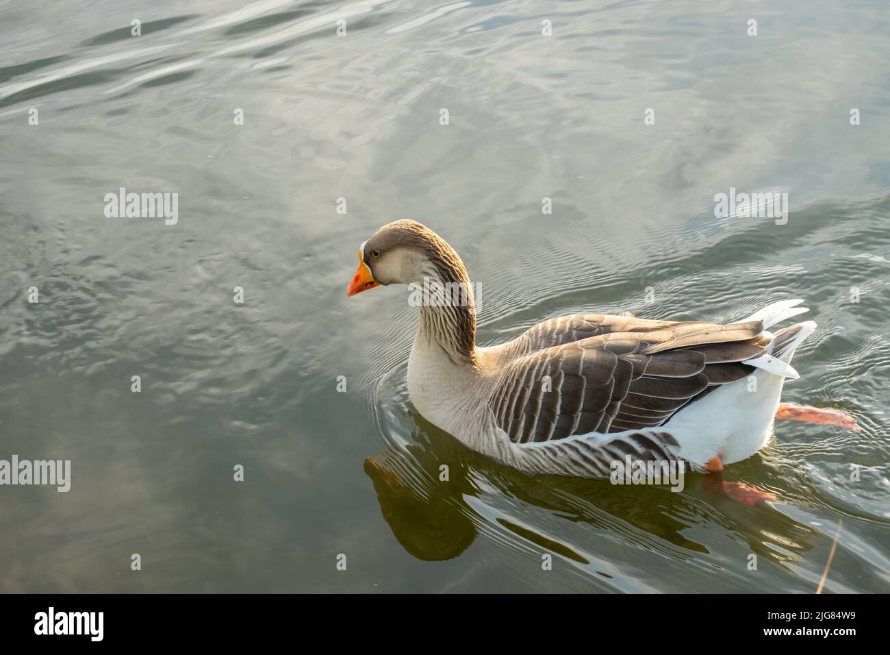 Duck in the water. Greylag Goose, Anser anser, floating on the water ...