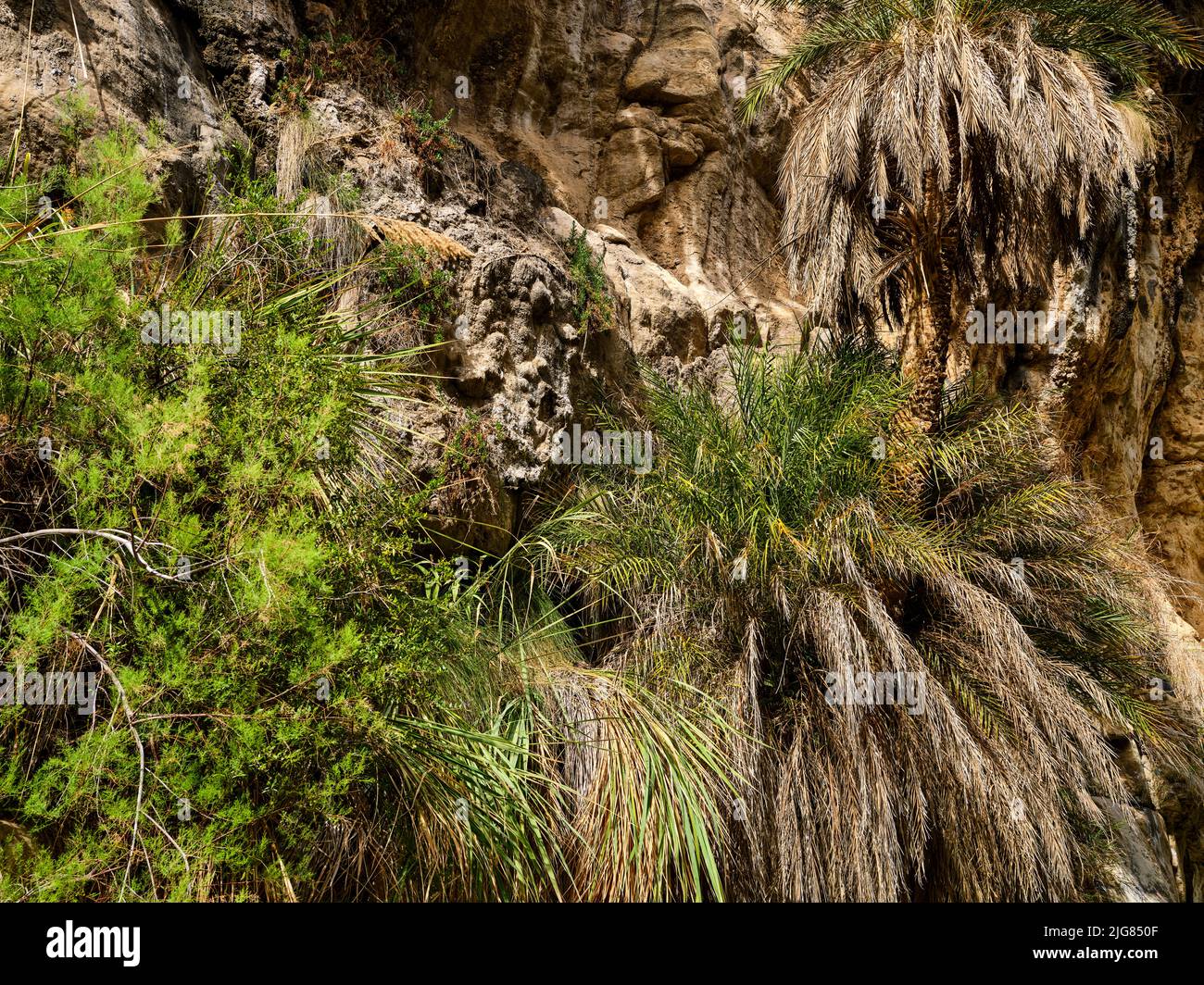 Wadi bin hammad hi-res stock photography and images - Alamy