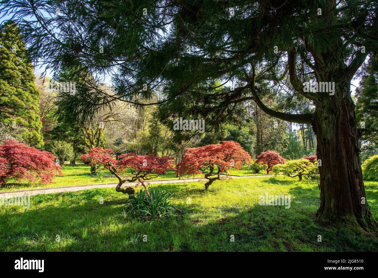 Amazing japanese (palmate) maples with red leabes and yew tree in ...