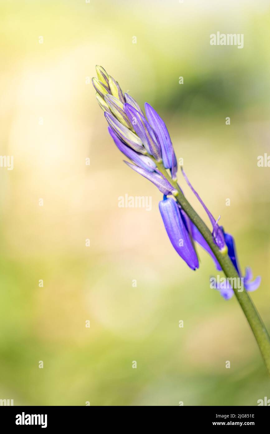 A closeup shot of English spring bluebells with blurred background ...