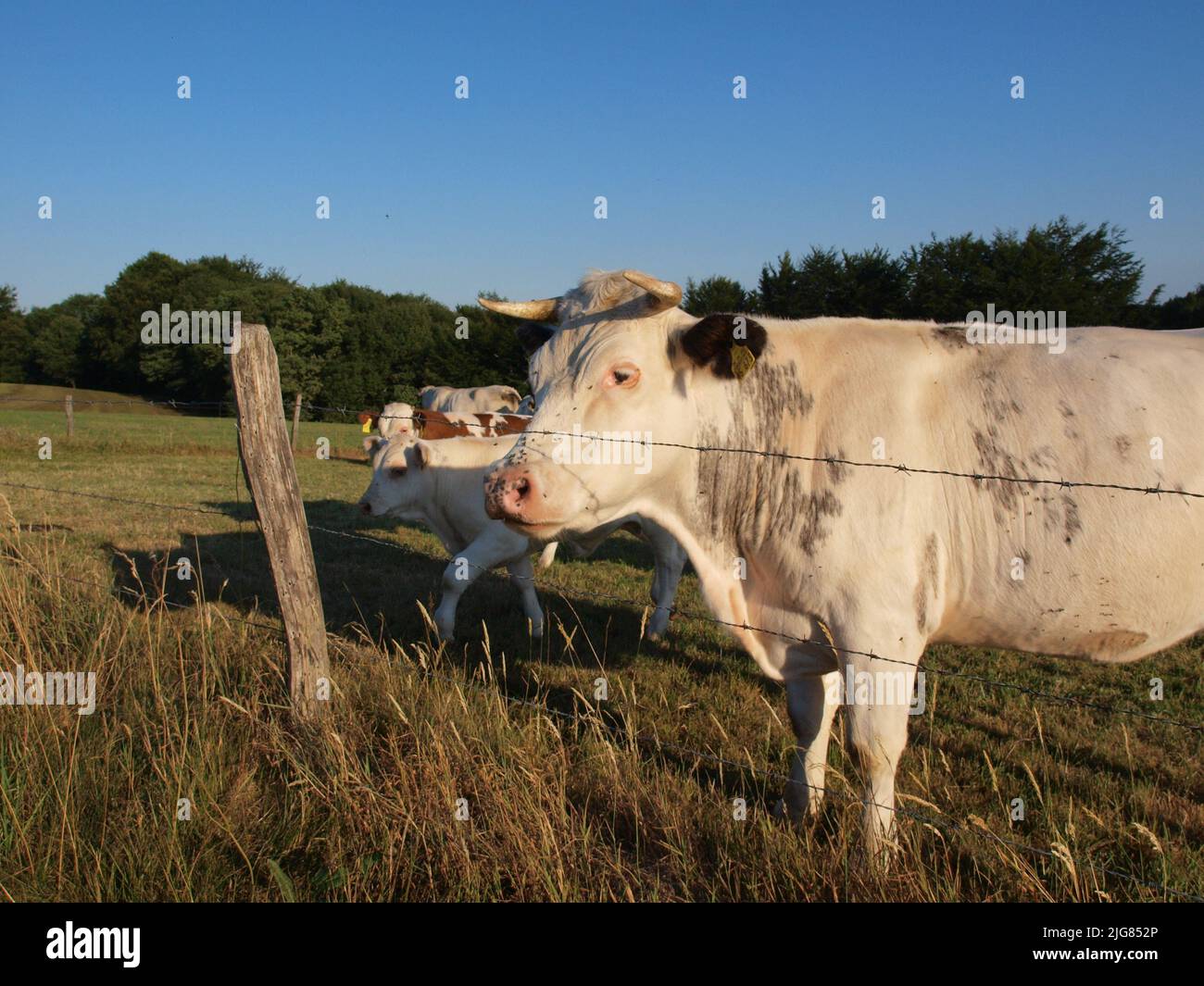 Brown cow behind barbed wire hi-res stock photography and images - Alamy