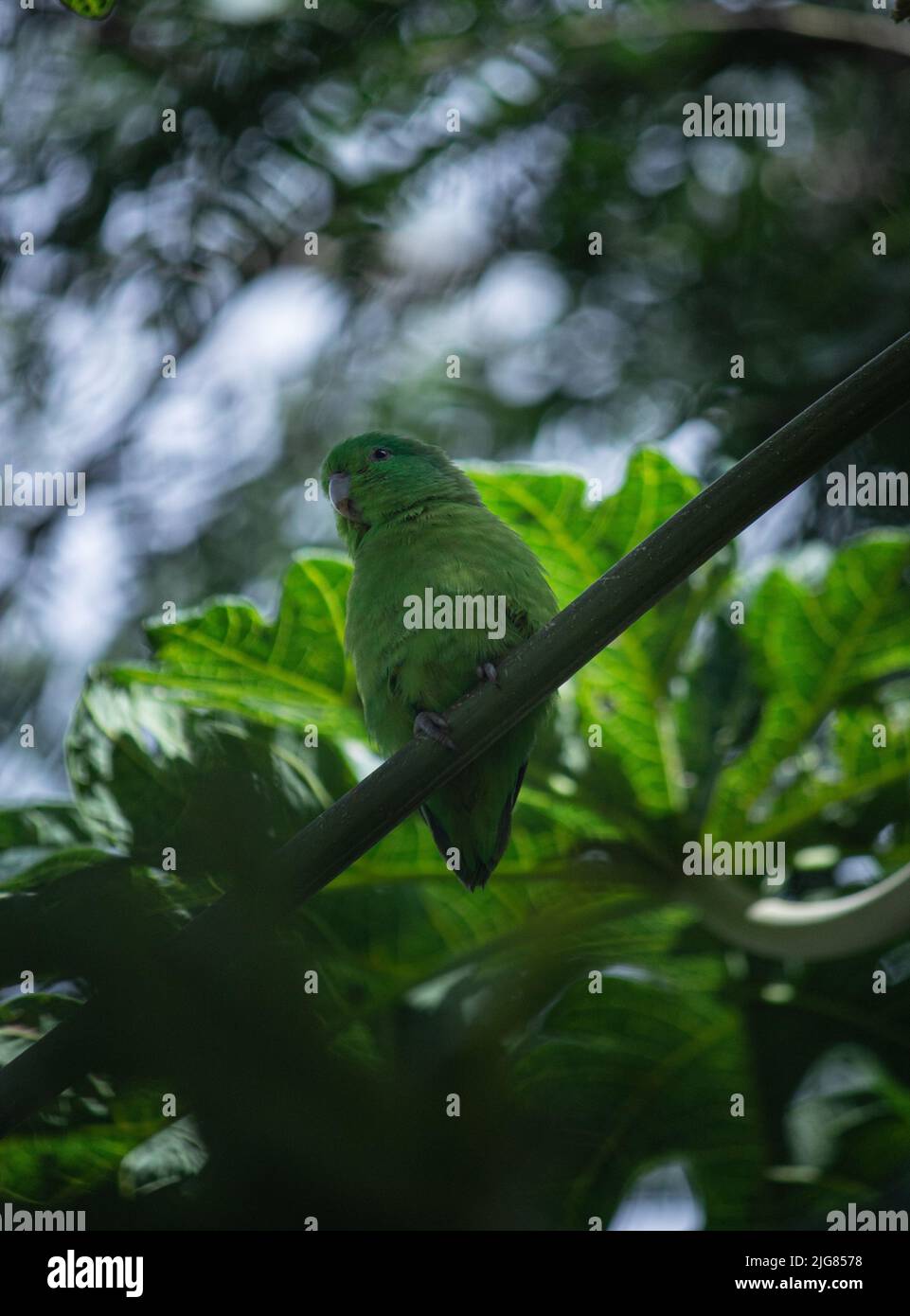 The Spectacled Parrotlet (Forpus conspicillatus) perched on a tree ...