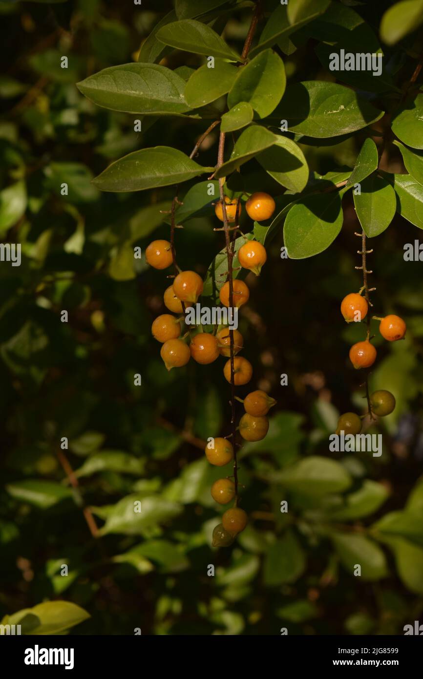 orange seeds of the plant Duranta Erecta Stock Photo - Alamy