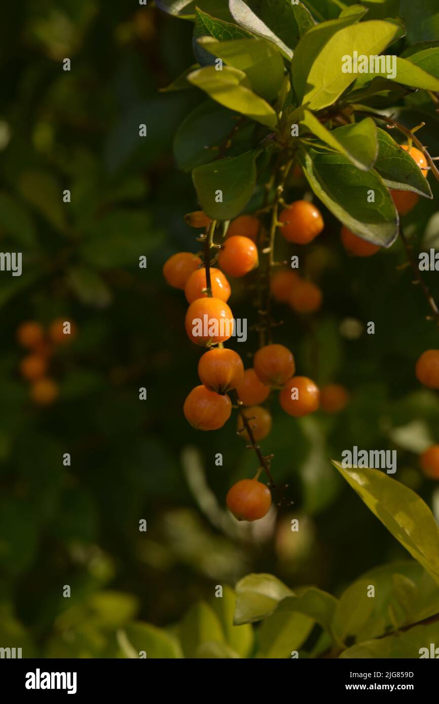 orange seeds of the plant Duranta Erecta Stock Photo - Alamy