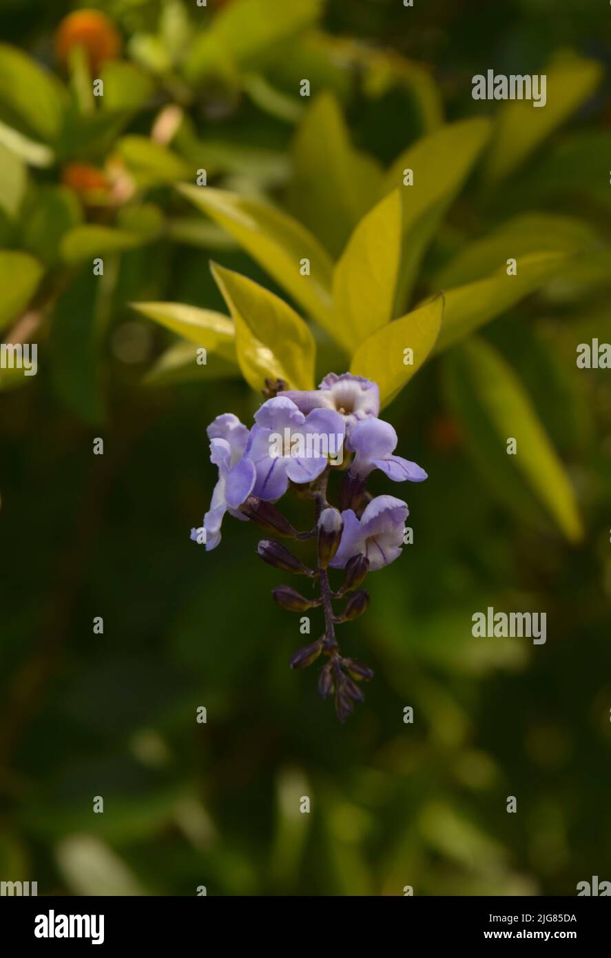 Delicate Purple Duranta Flower Cluster Against Natural Green Backdrop ...