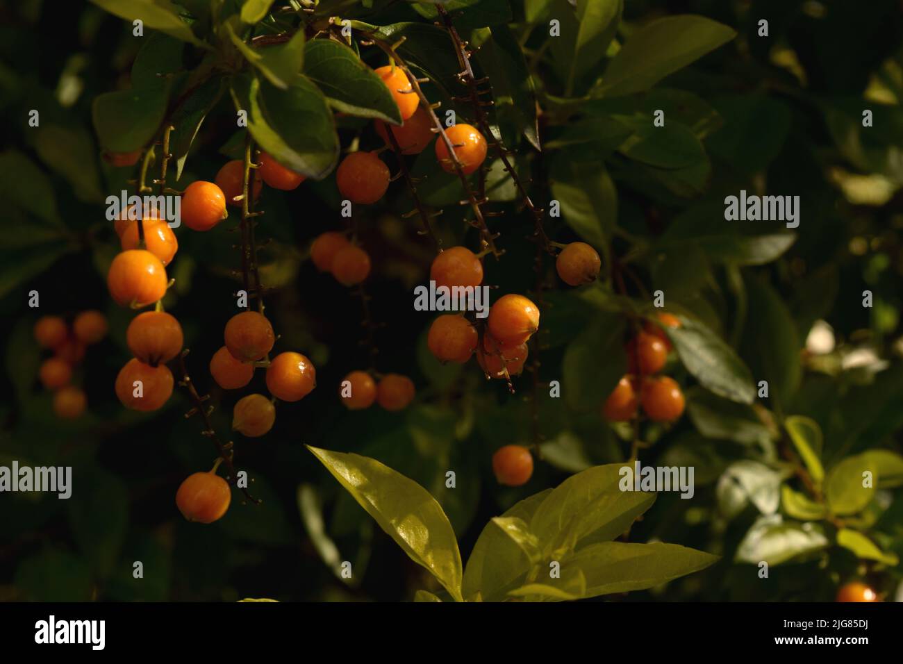 orange seeds of the plant Duranta Erecta Stock Photo - Alamy
