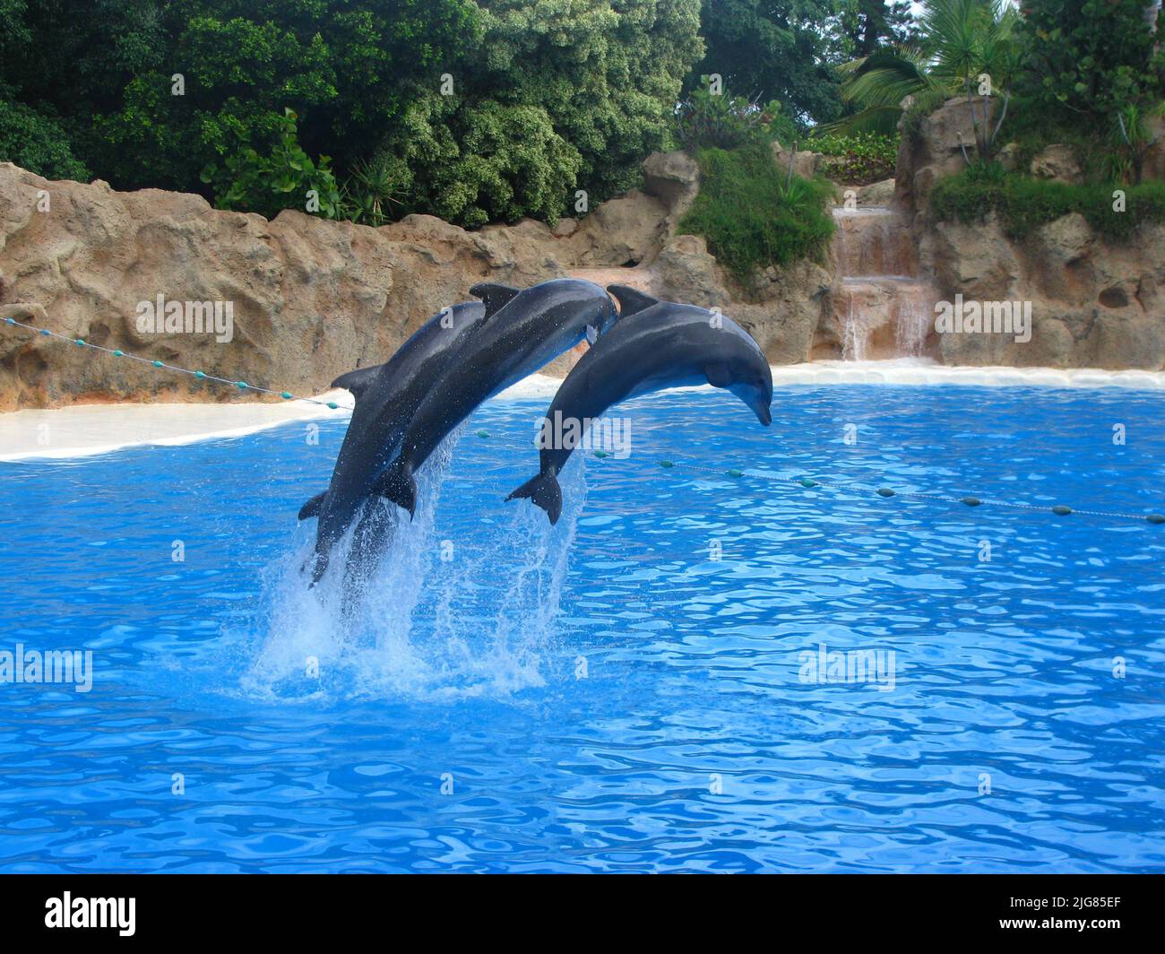 Bottlenose Dolphins Doing Tricks