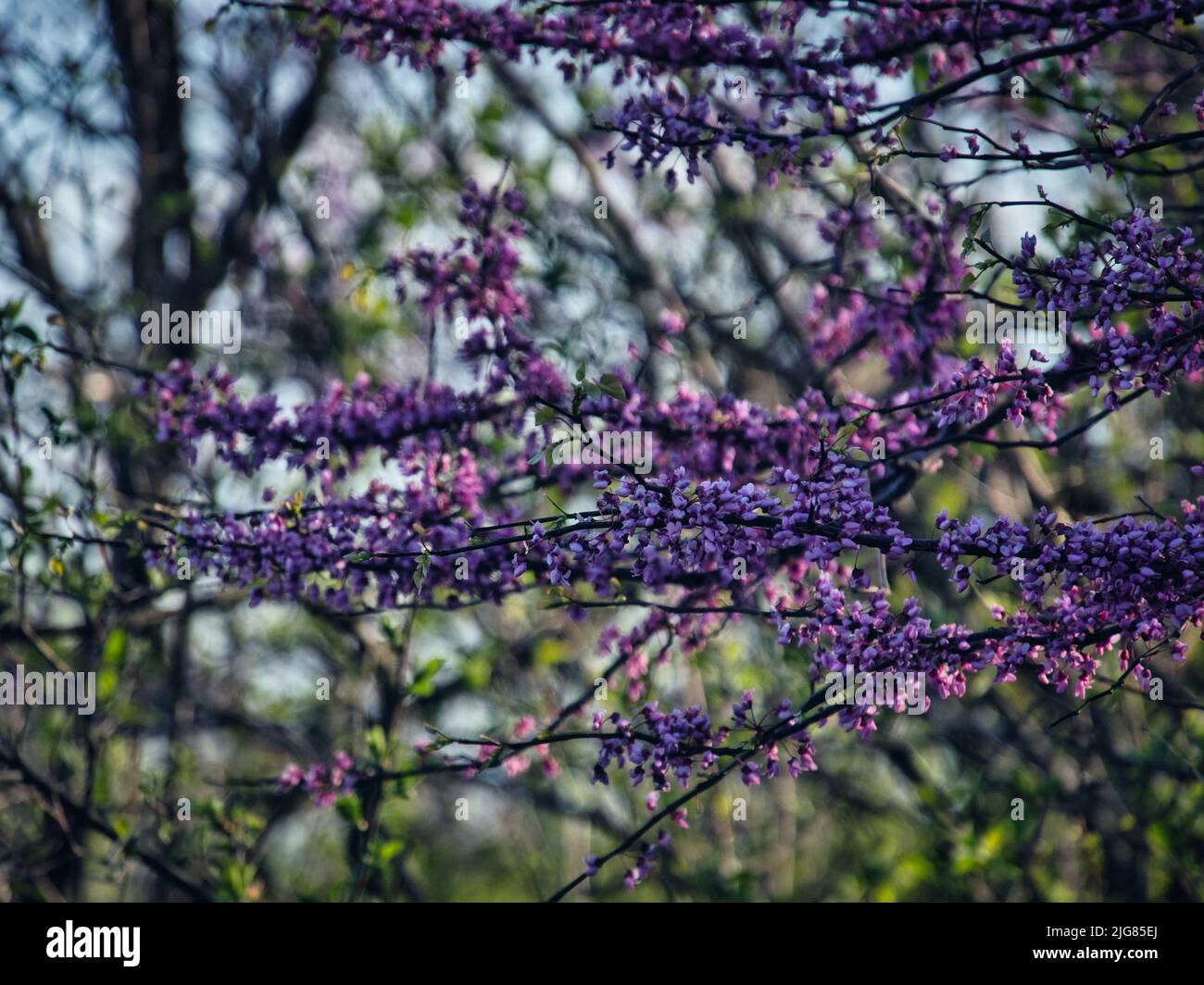 A Redbud Tree in bloom at Ernie Miller Nature Center in Olathe KS Stock ...