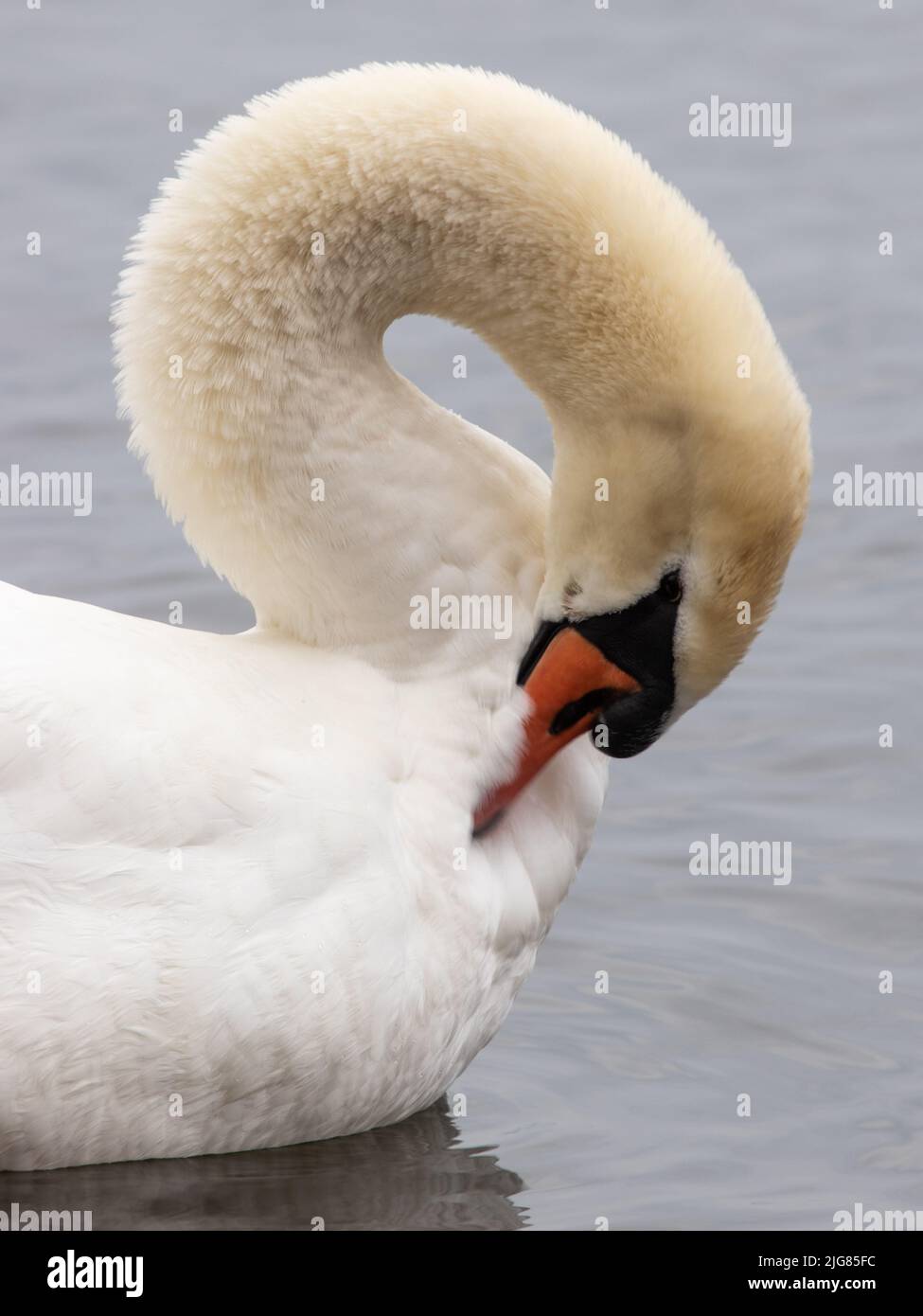 A vertical closeup of a Mute swan swimming in a pond Stock Photo - Alamy