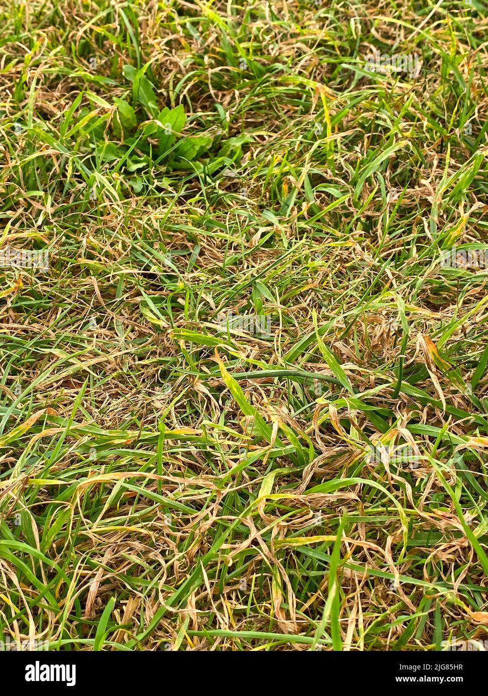 Soft green turf texture hi-res stock photography and images - Alamy