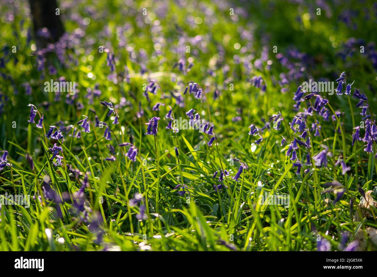 A bluebell flowers in the forest garden Stock Photo - Alamy