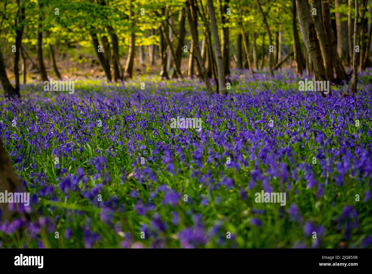 A bluebell flowers in the forest garden Stock Photo - Alamy