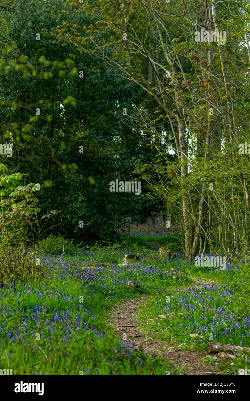 A bluebell flowers in the forest garden Stock Photo - Alamy