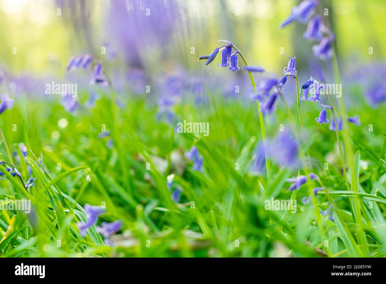 A bluebell flowers in the forest garden Stock Photo - Alamy