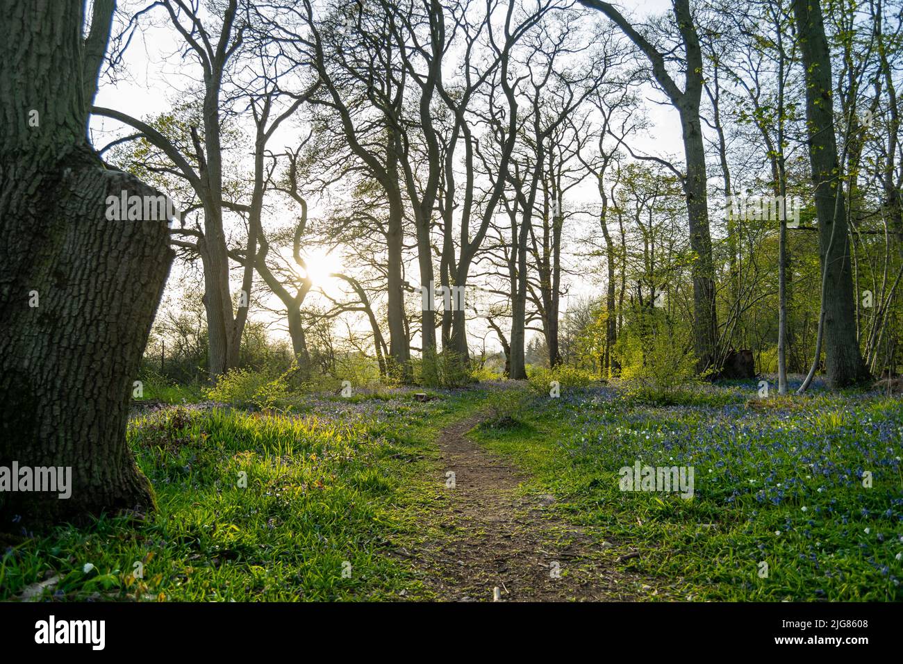 A bluebell flowers in the forest garden Stock Photo - Alamy
