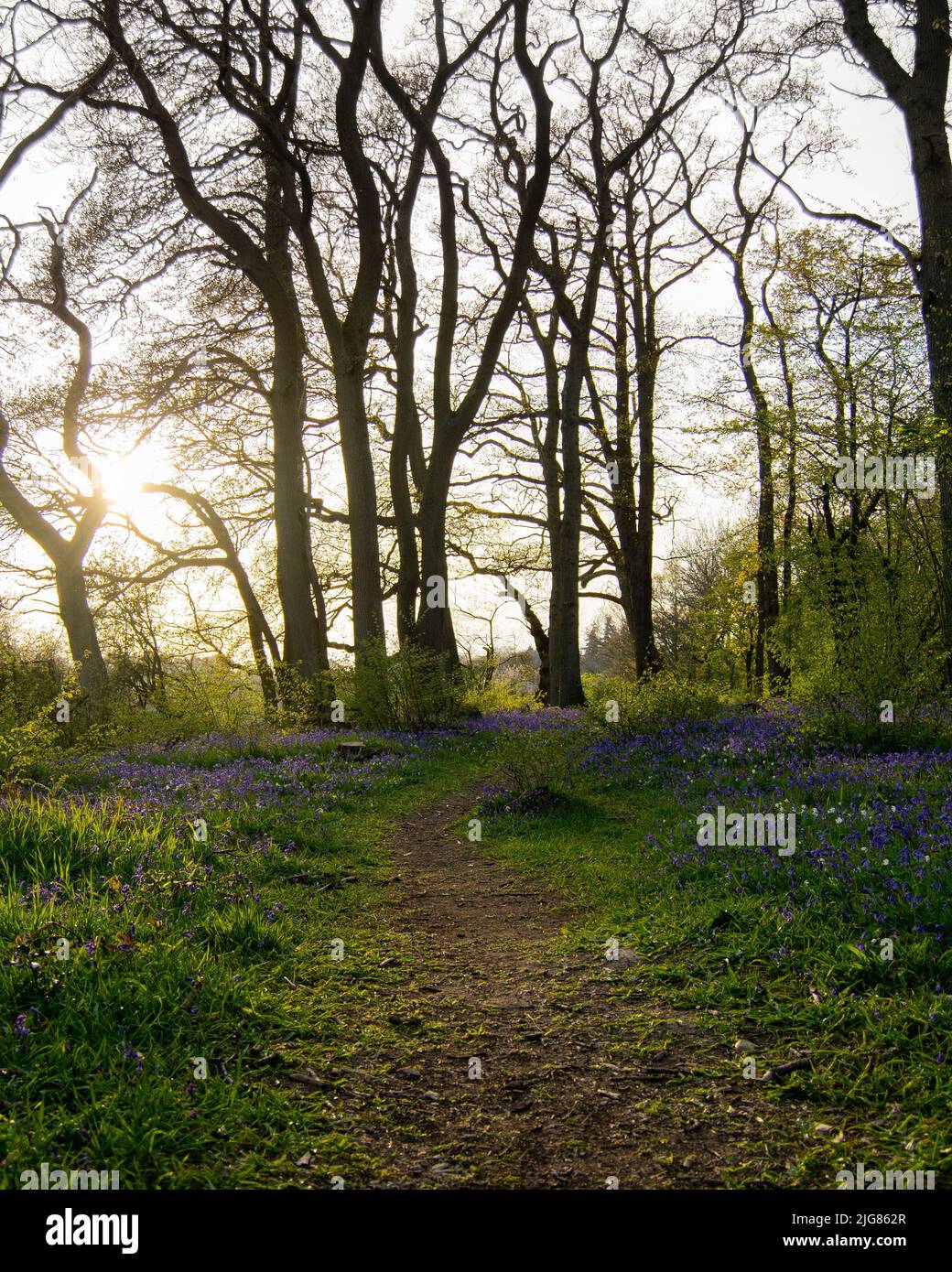 A bluebell flowers in the forest garden Stock Photo - Alamy