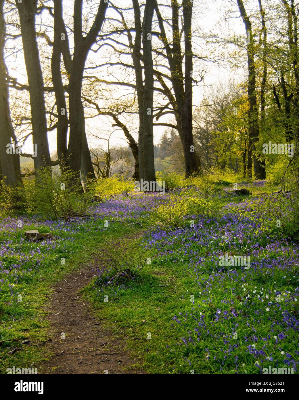 A bluebell flowers in the forest garden Stock Photo - Alamy
