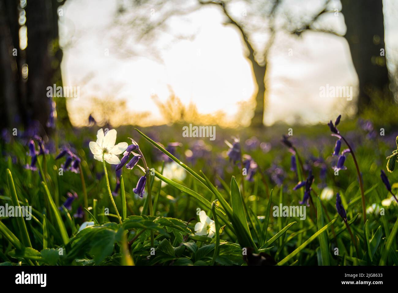 A bluebell flowers in the forest garden Stock Photo - Alamy
