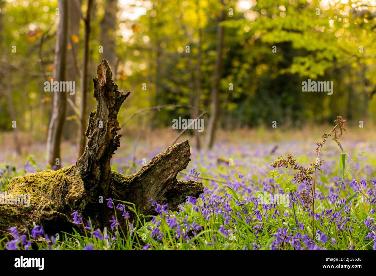 A bluebell flowers in the forest garden Stock Photo - Alamy