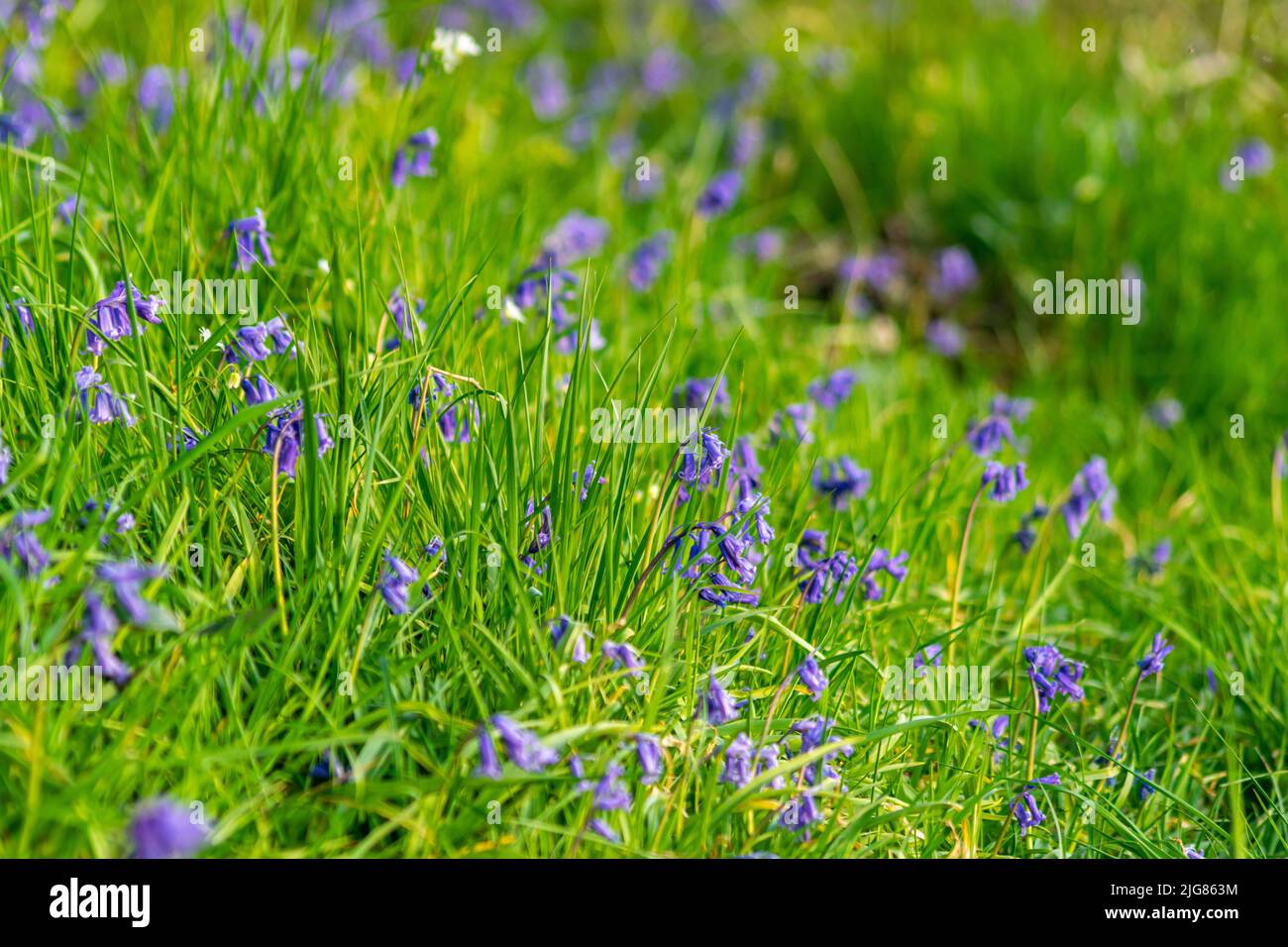 A bluebell flowers in the forest garden Stock Photo - Alamy