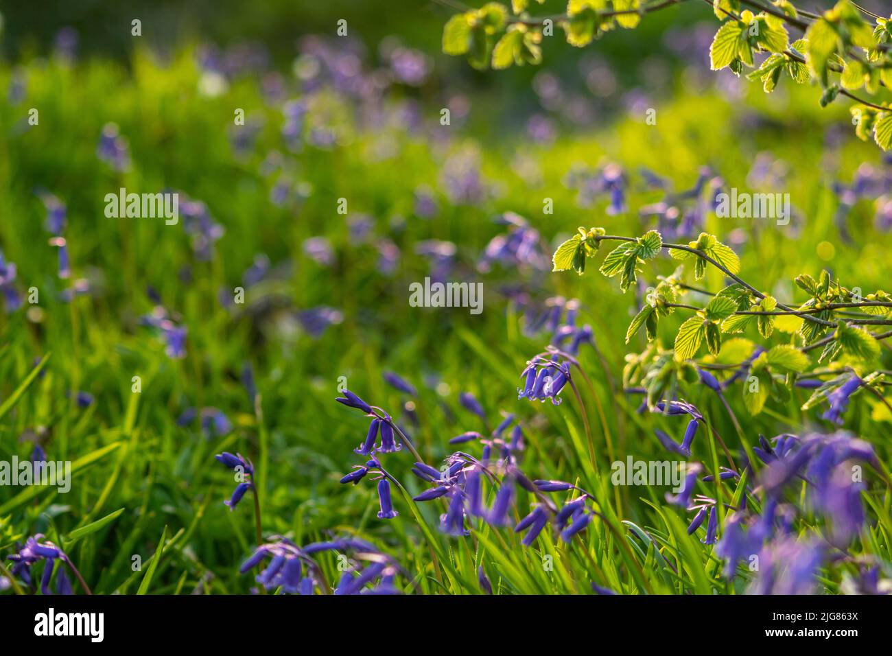 A bluebell flowers in the forest garden Stock Photo - Alamy