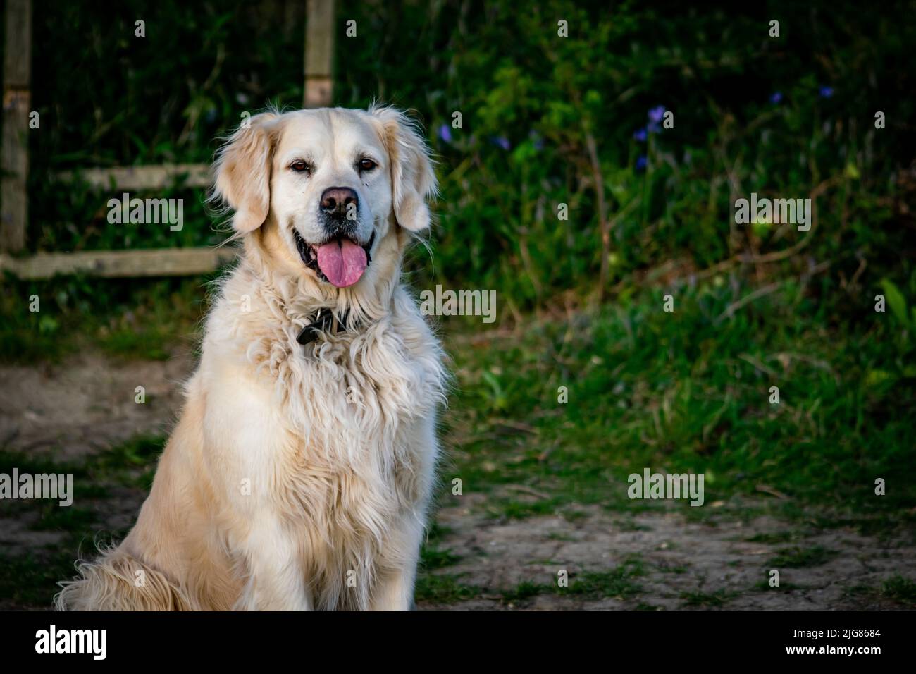 A golden retriever sitting on the ground in UK rural meadow Stock Photo ...
