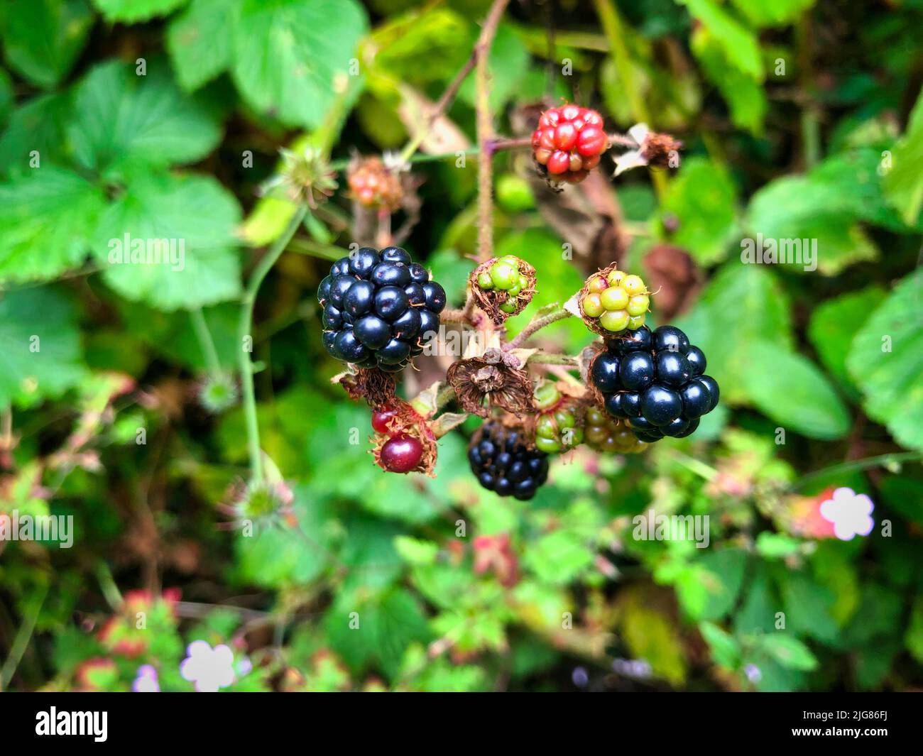 British blackberries bush Stock Photo - Alamy