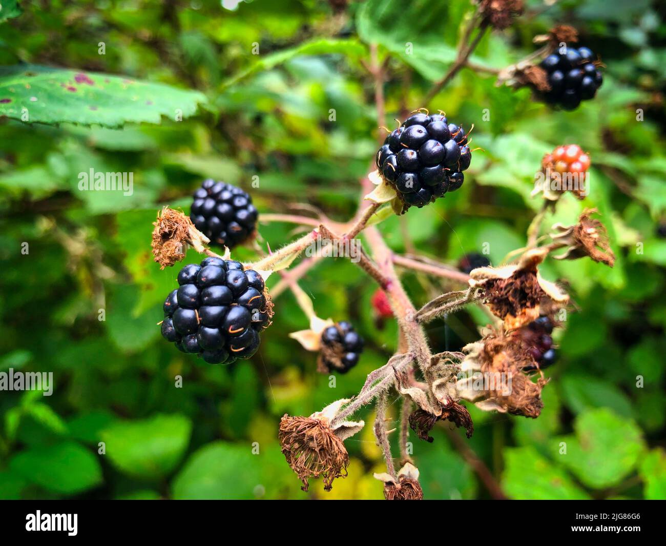 British blackberries bush Stock Photo - Alamy