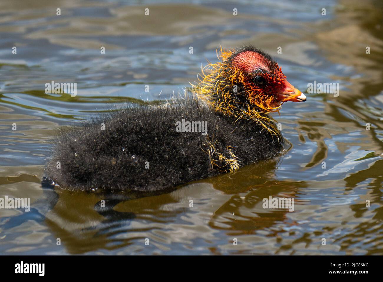 A baby coot bird with a bald head floating in the river Stock Photo - Alamy