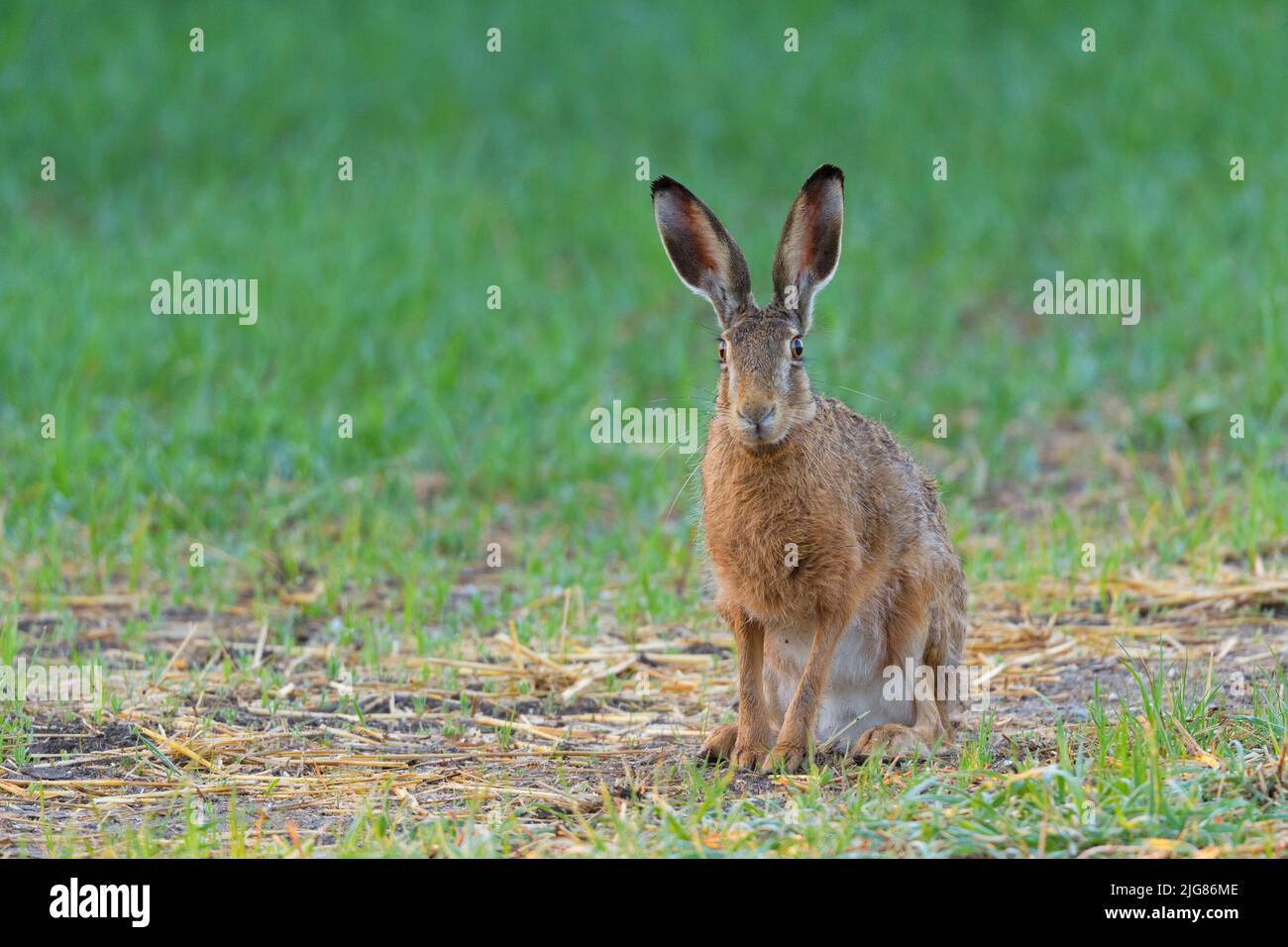 Spring bunnies rabbits hi-res stock photography and images - Alamy