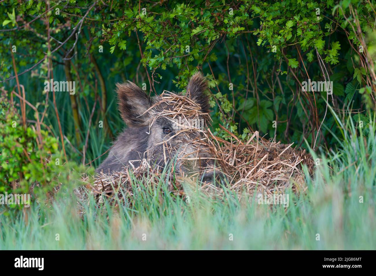 Wild boar sow looks out of the nidus hi-res stock photography and ...