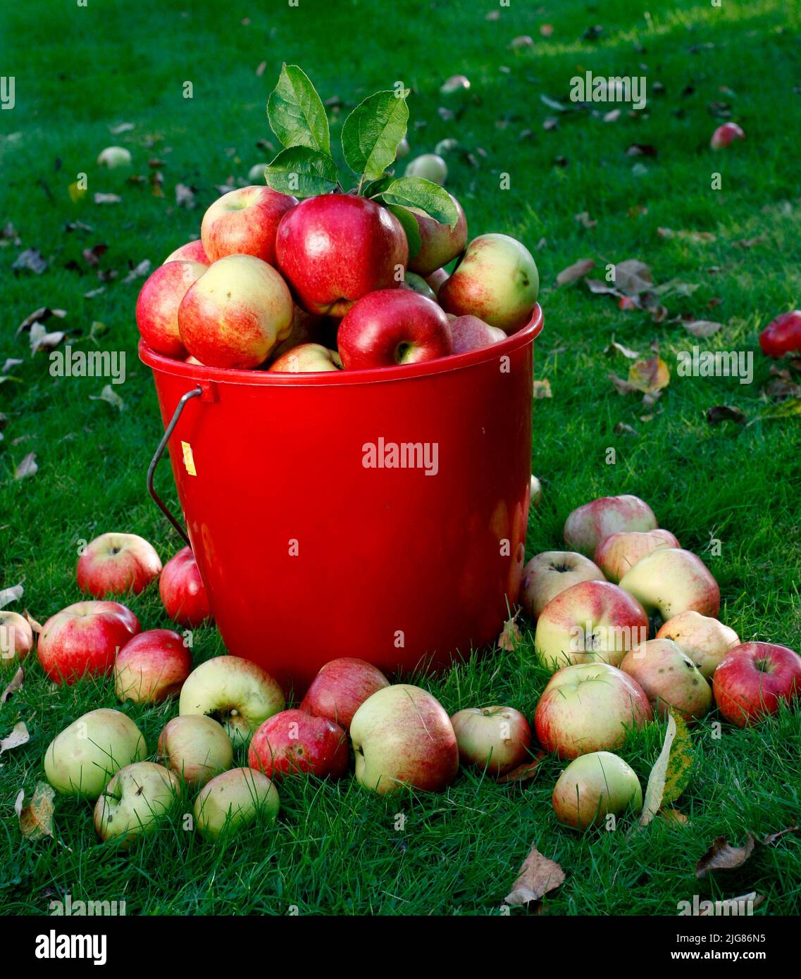 Nyskordade applen hi-res stock photography and images - Alamy