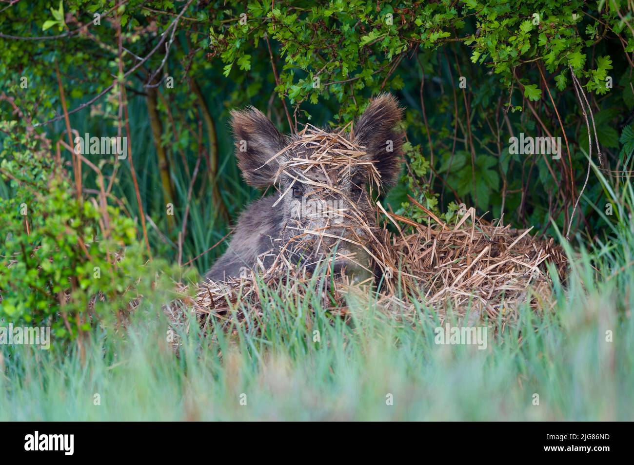 Wild boar sow looks out of the nidus hi-res stock photography and ...