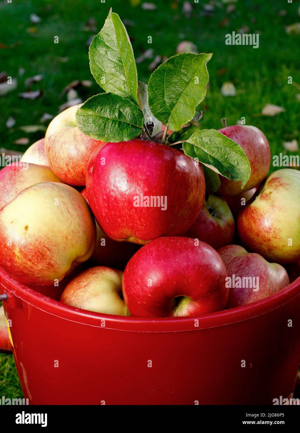 A plastic bucket with freshly harvested apples in a garden Stock Photo ...