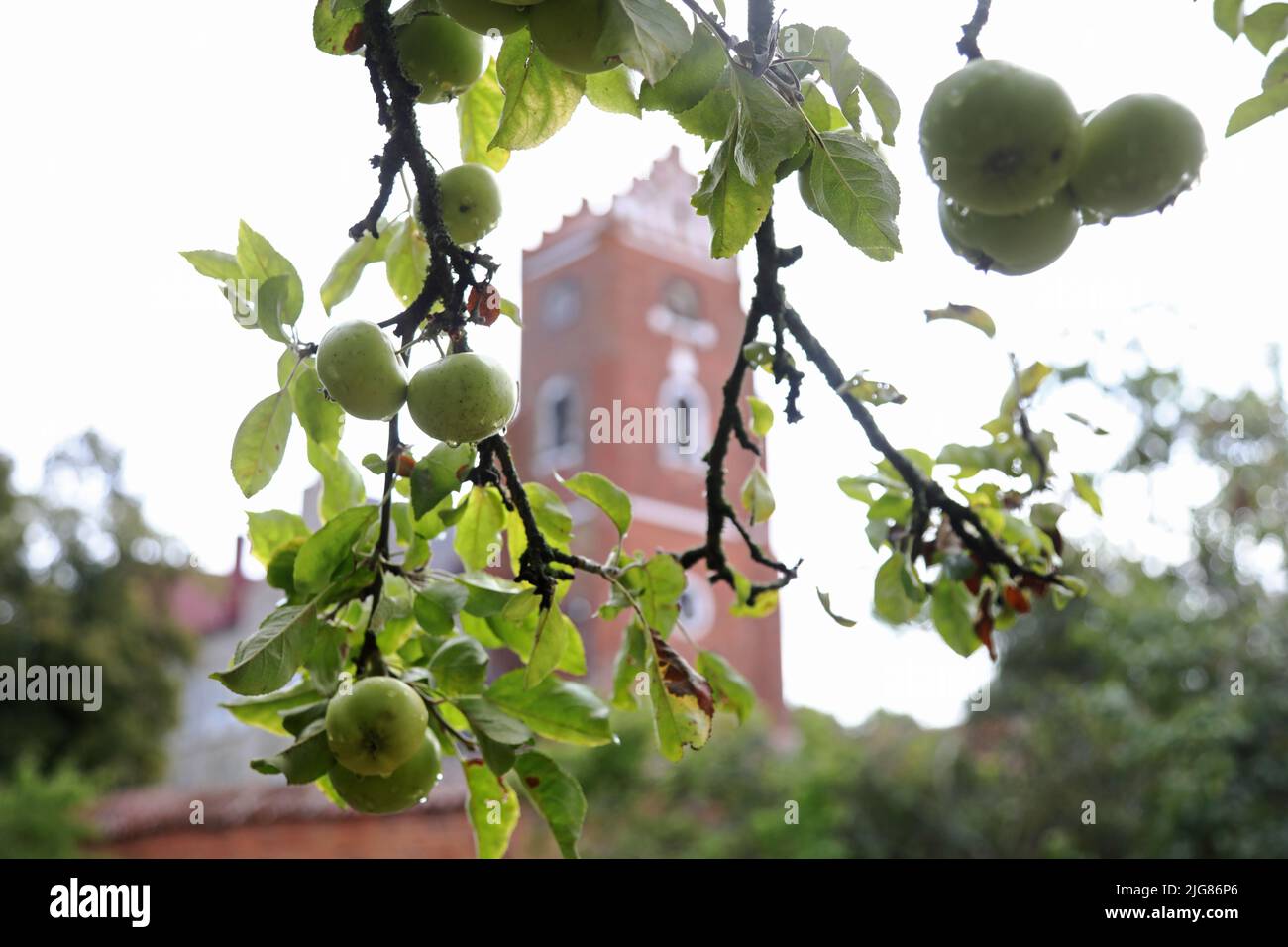 In the National Gene Bank in Alnarp in Skåne, varieties of fruit trees ...
