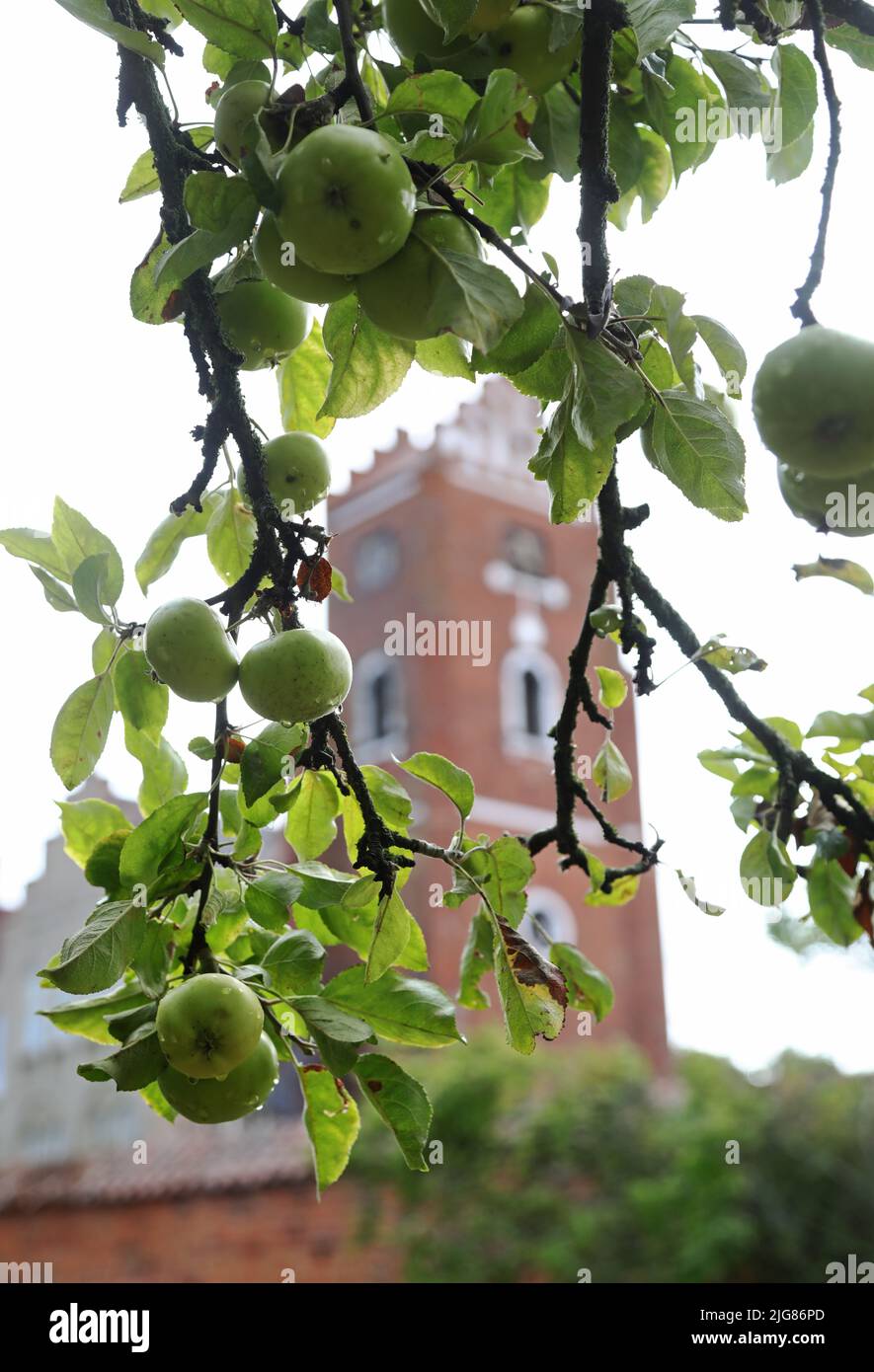 In the National Gene Bank in Alnarp in Skåne, varieties of fruit trees ...