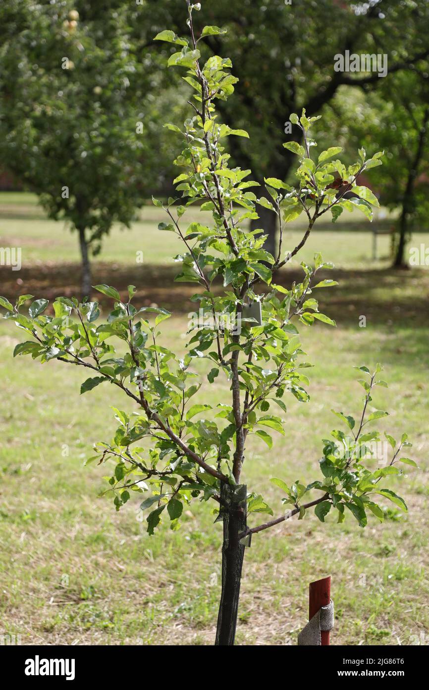 In the National Gene Bank in Alnarp in Skåne, varieties of fruit trees ...