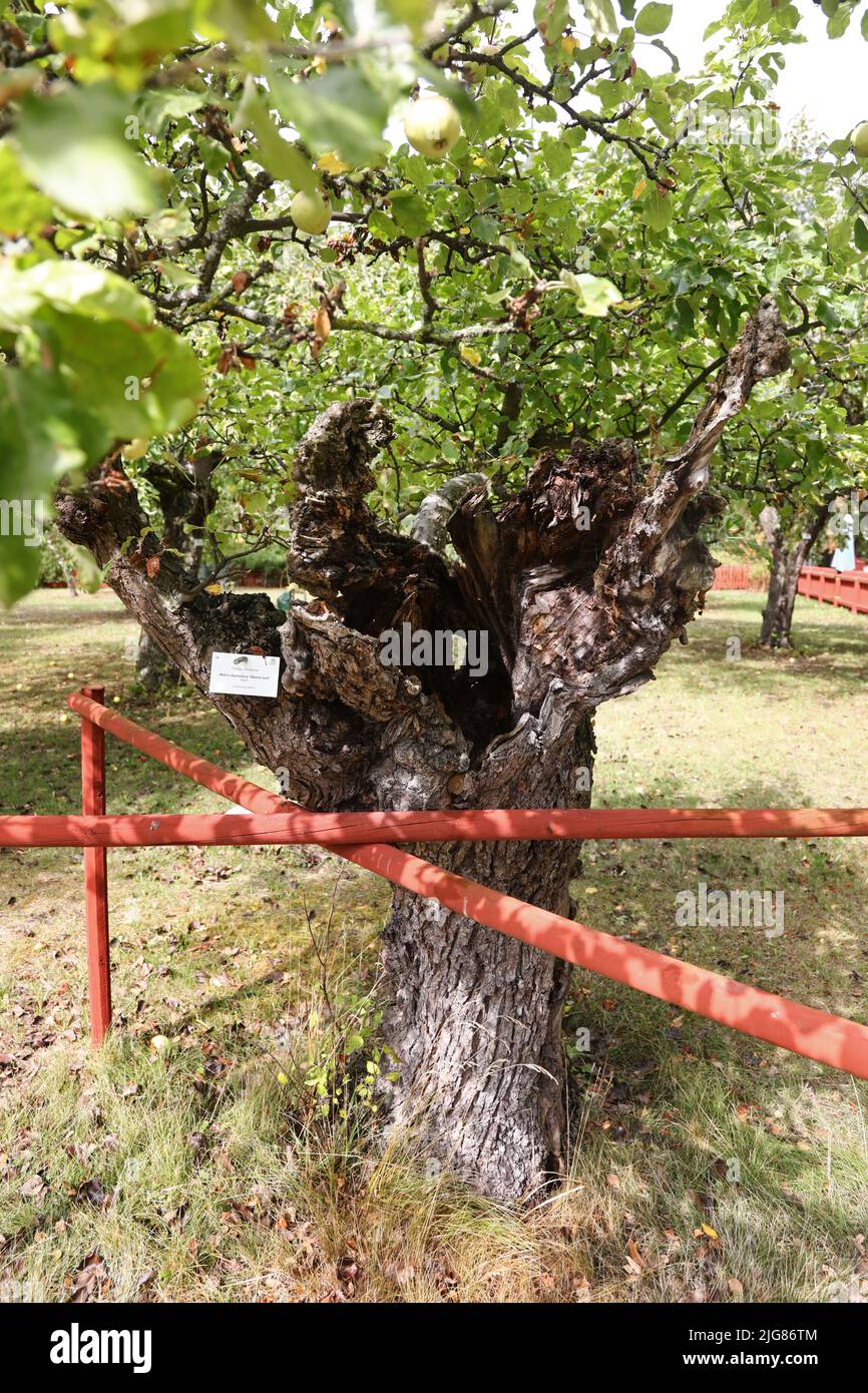 In the National Gene Bank in Alnarp in Skåne, varieties of fruit trees ...
