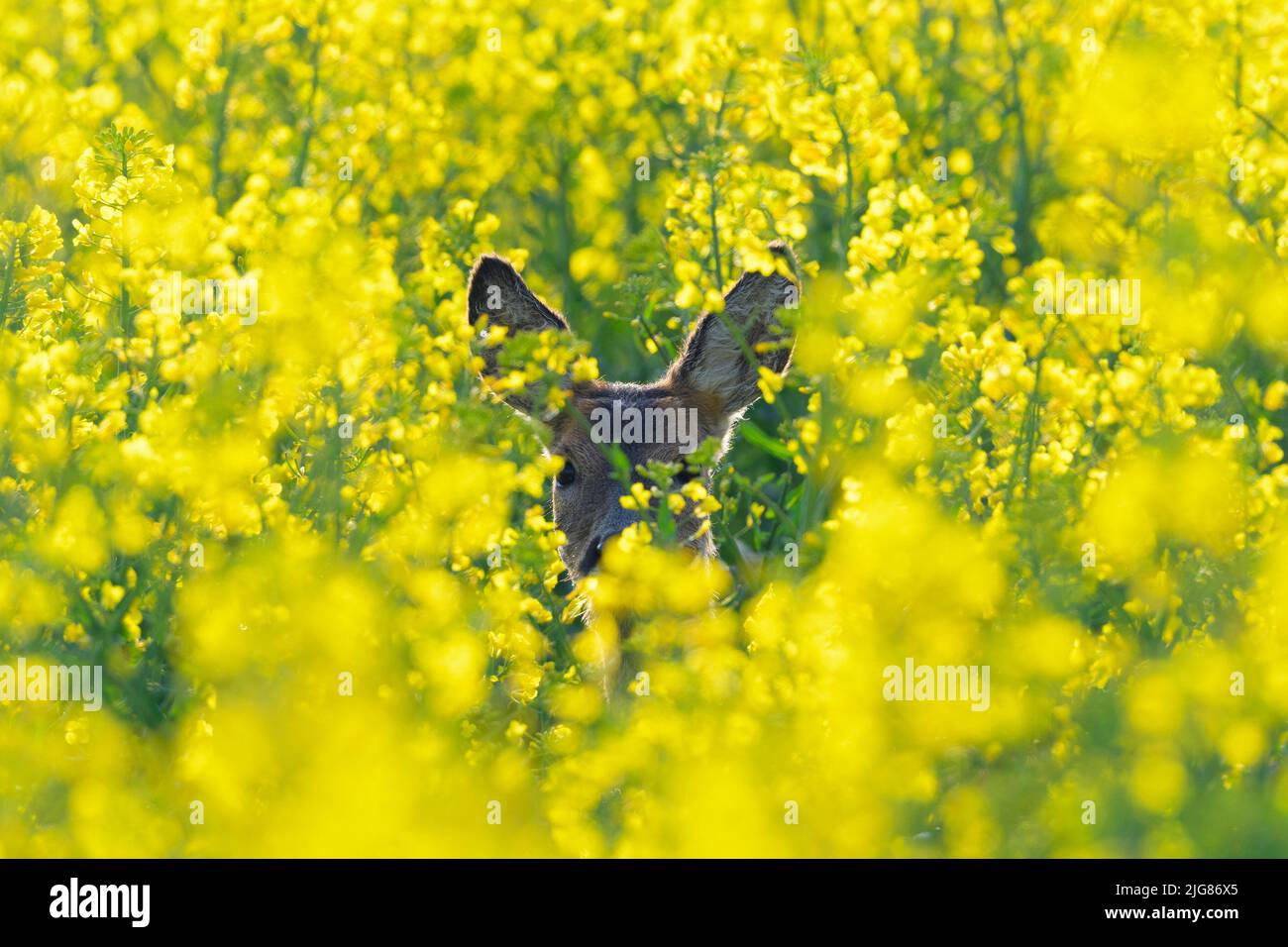 Roe deer (Capreolus capreolus) in a flowering rape field, April, spring ...