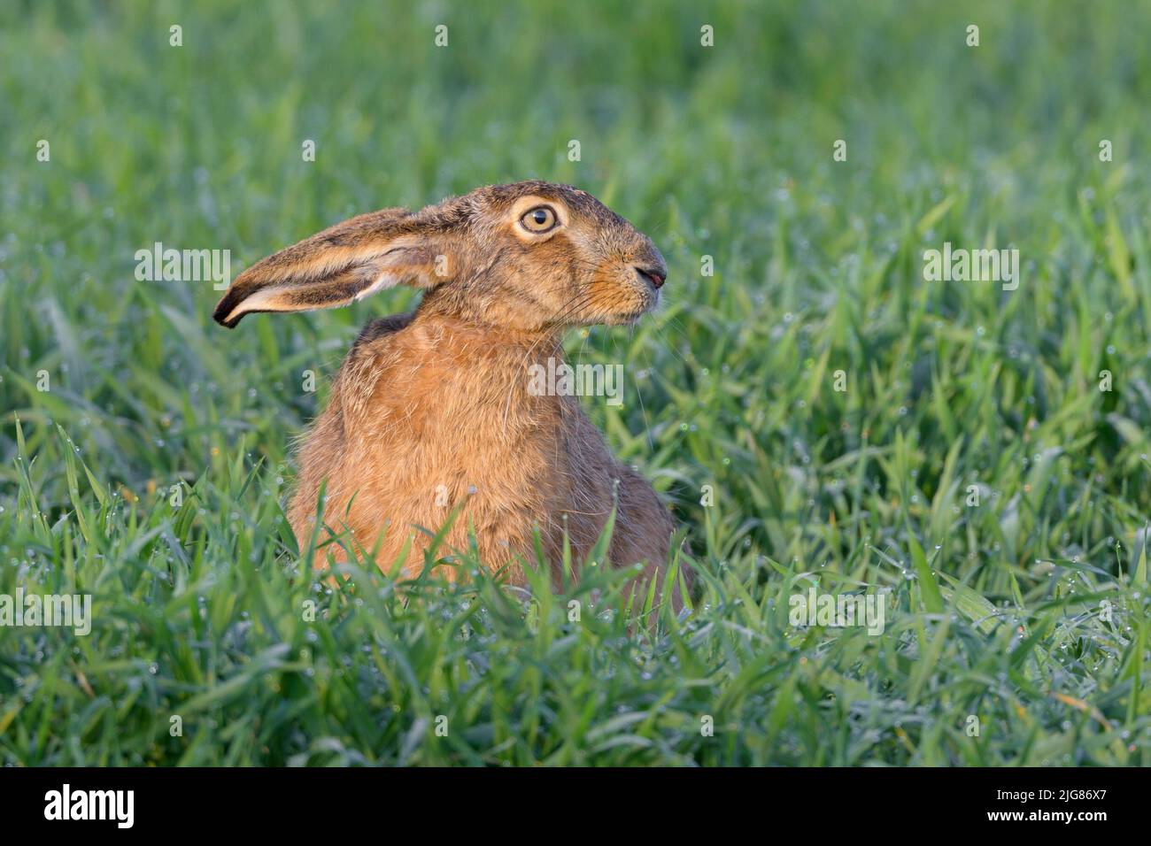 European hare (Lepus europaeus) in a grain field, April, spring, Hesse ...