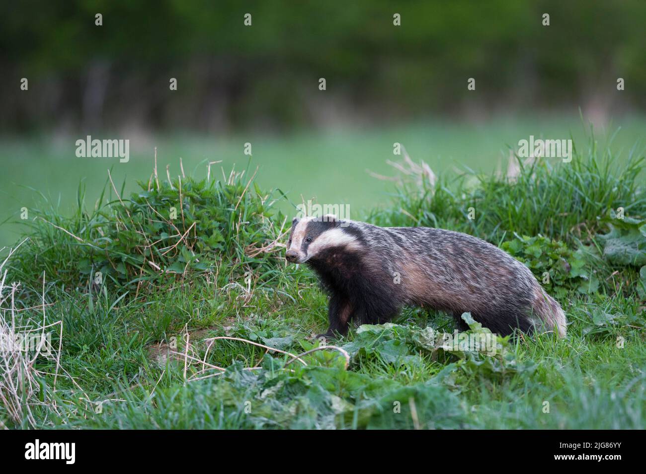 Badger (Meles meles), spring, April, Hesse, Germany, Europe Stock Photo ...