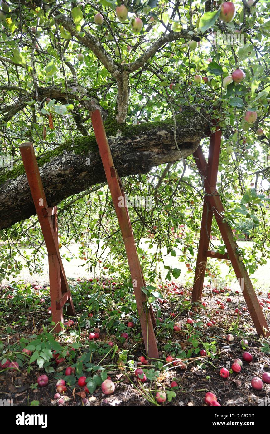 In the National Gene Bank in Alnarp in Skåne, varieties of fruit trees ...