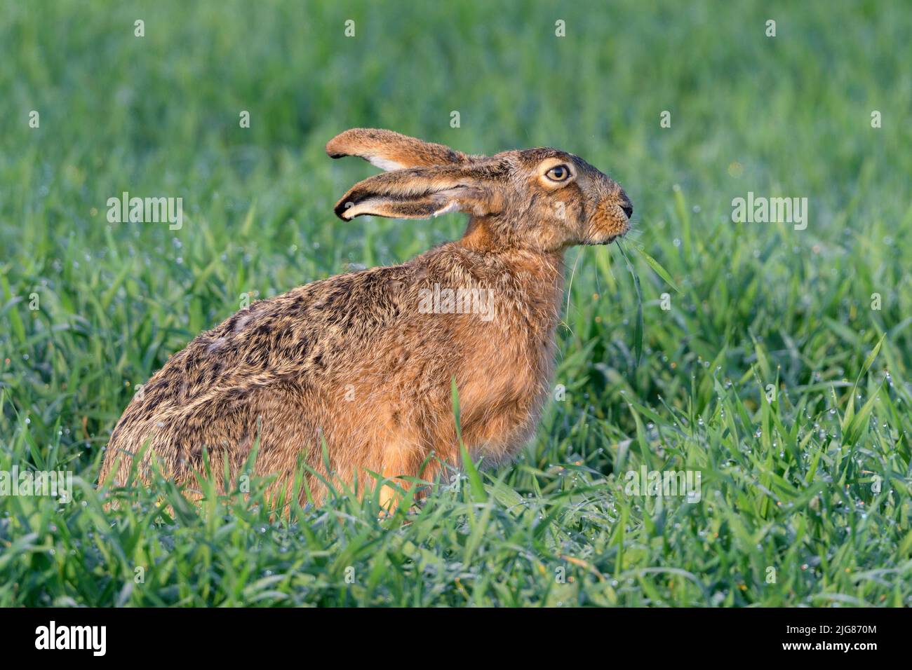 European hare (Lepus europaeus) in a grain field, April, spring, Hesse ...
