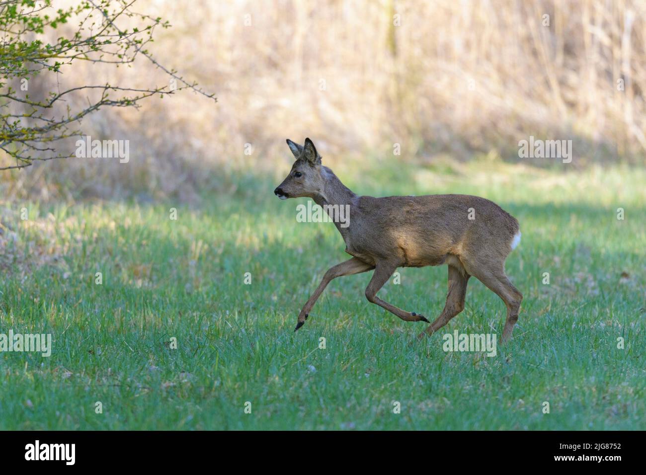 Running roebuck (Capreolus capreolus) in a meadow, spring, Hesse ...