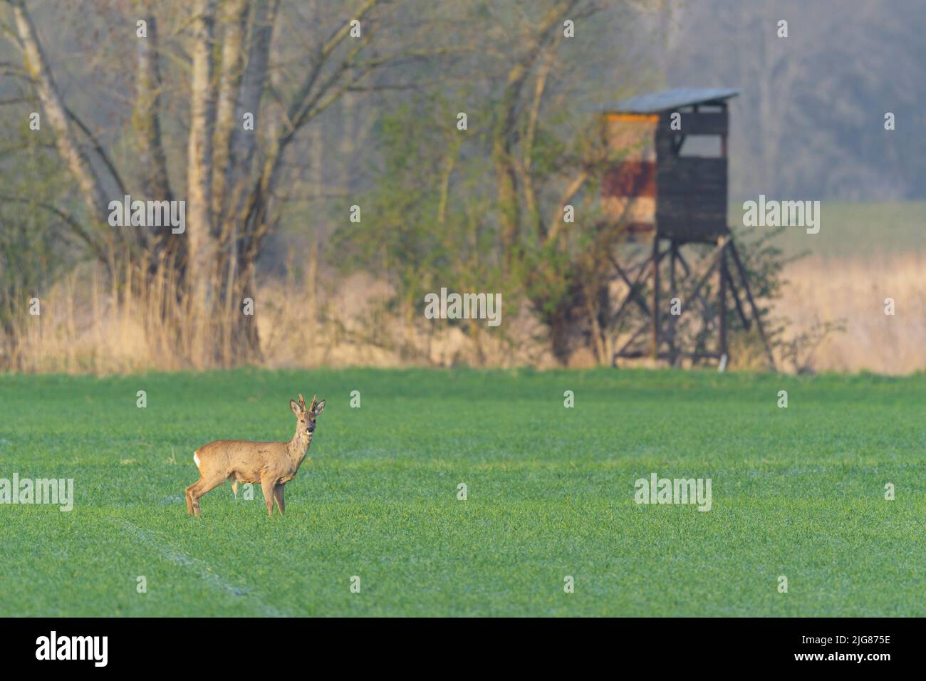 Roebuck capreolus capreolus in a grain field in spring hi-res stock ...