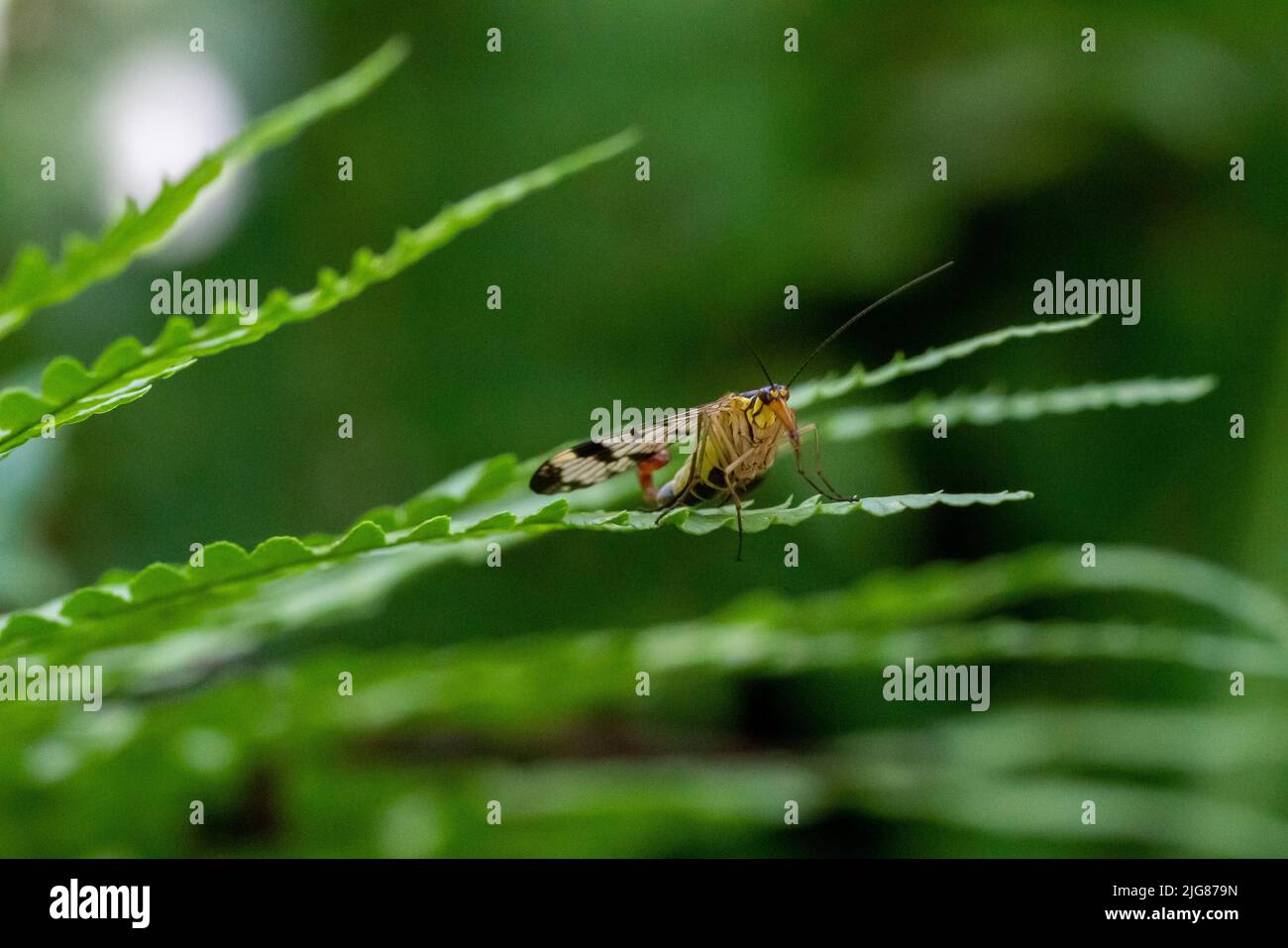 A bug crawling on a fern leaf Stock Photo - Alamy