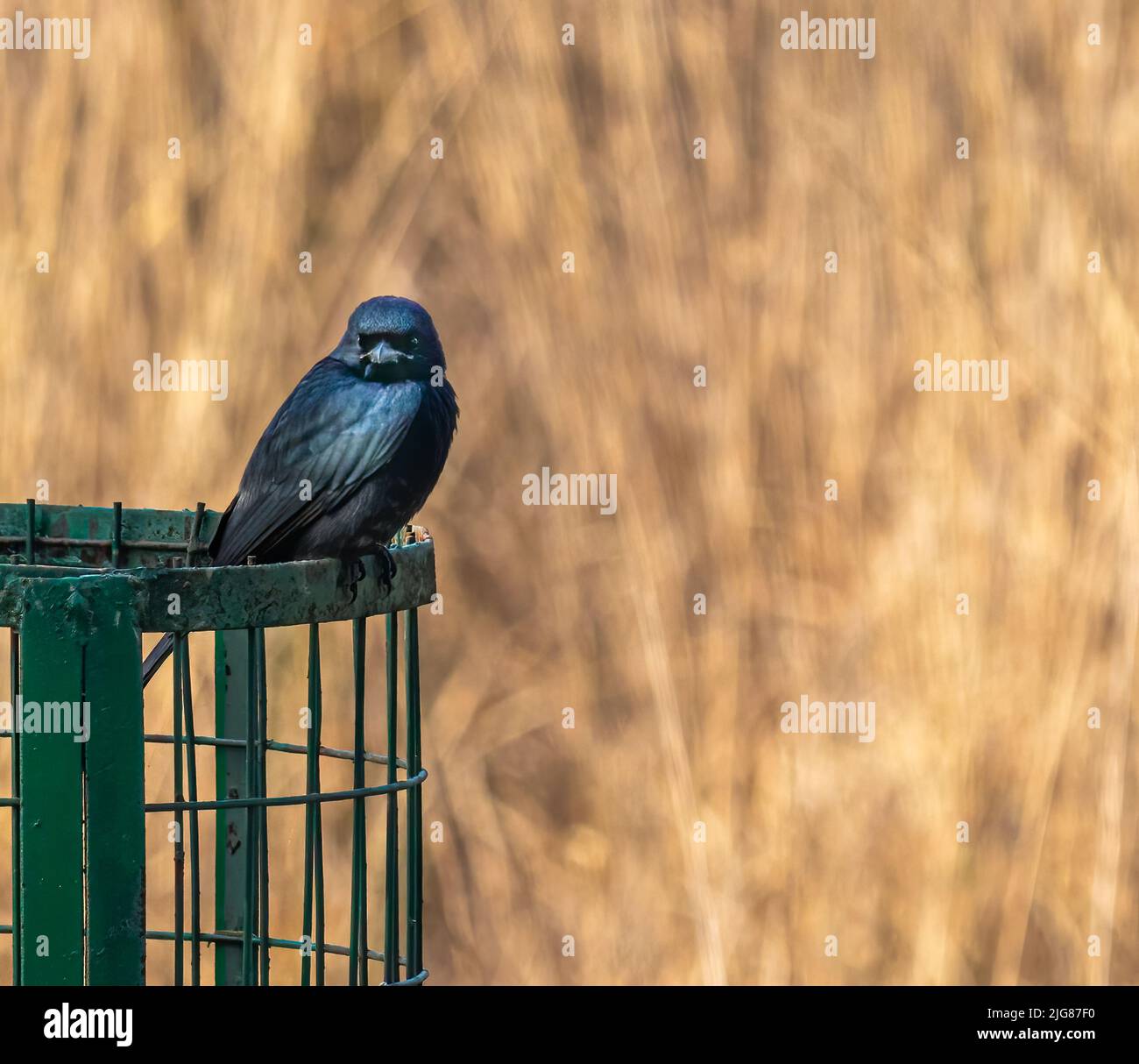 Drango in nature hi-res stock photography and images - Alamy