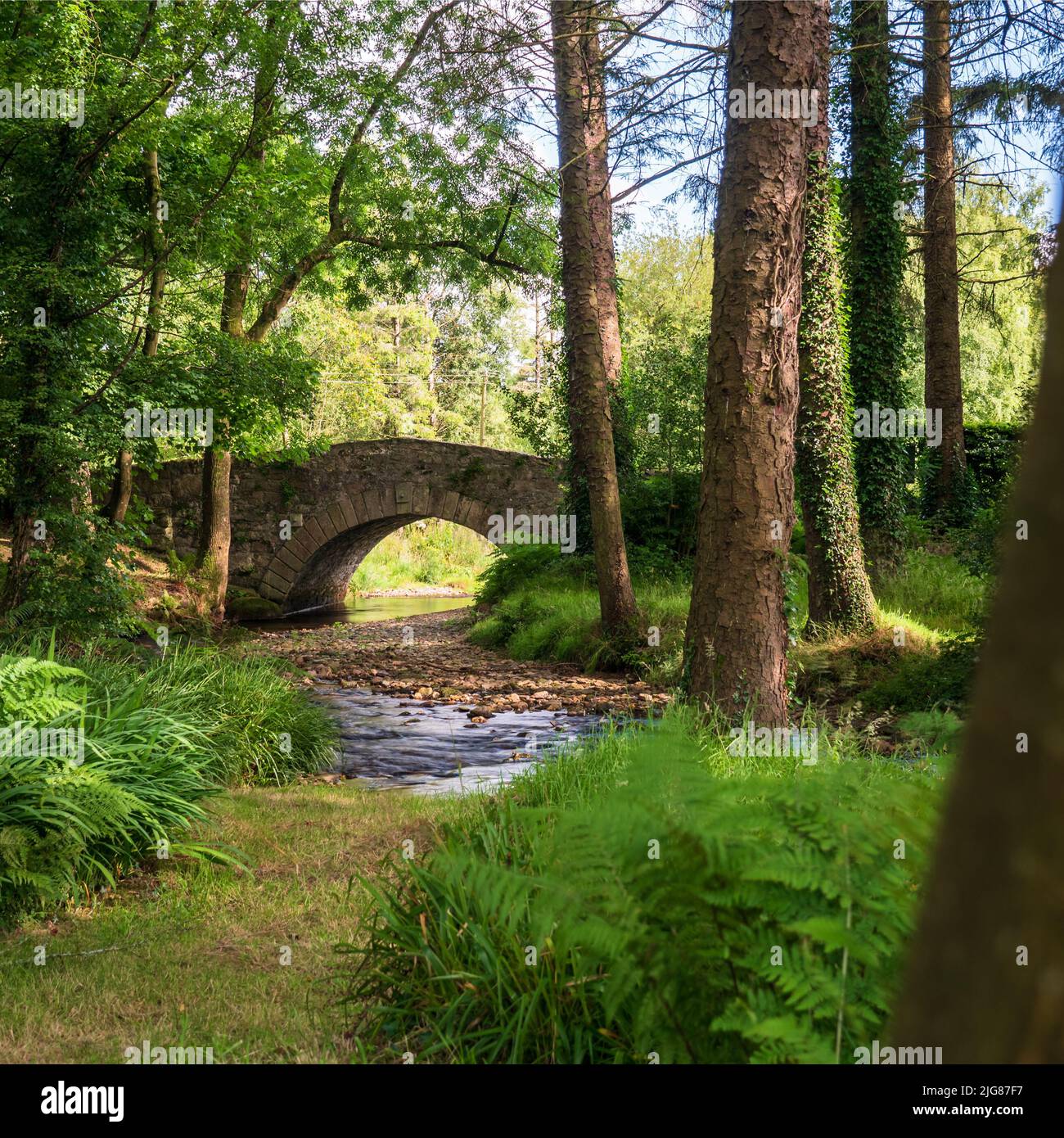 A natural landscape view of a green forest with a small bridge over the ...