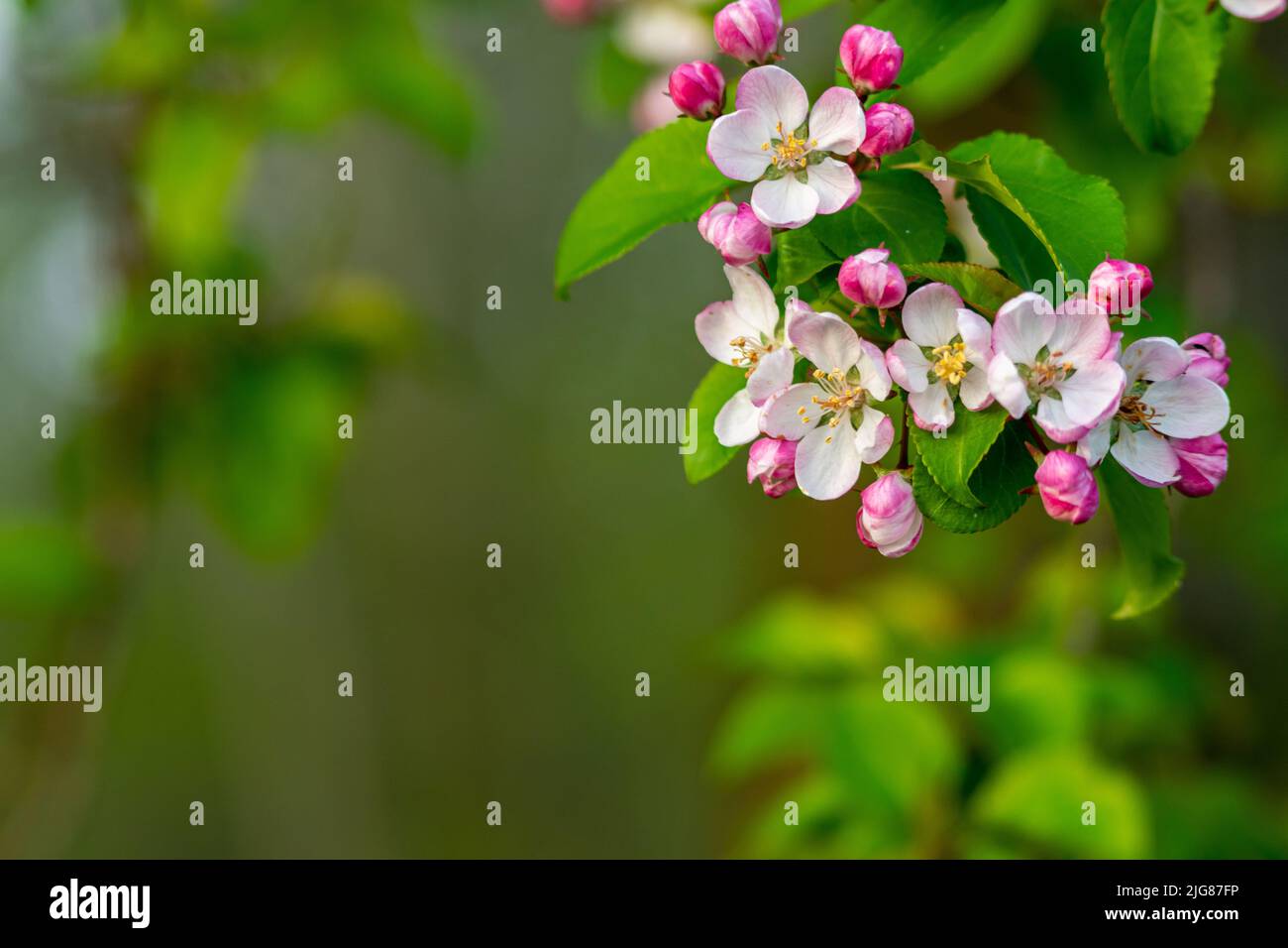 A blooming flower of an apple tree Stock Photo - Alamy