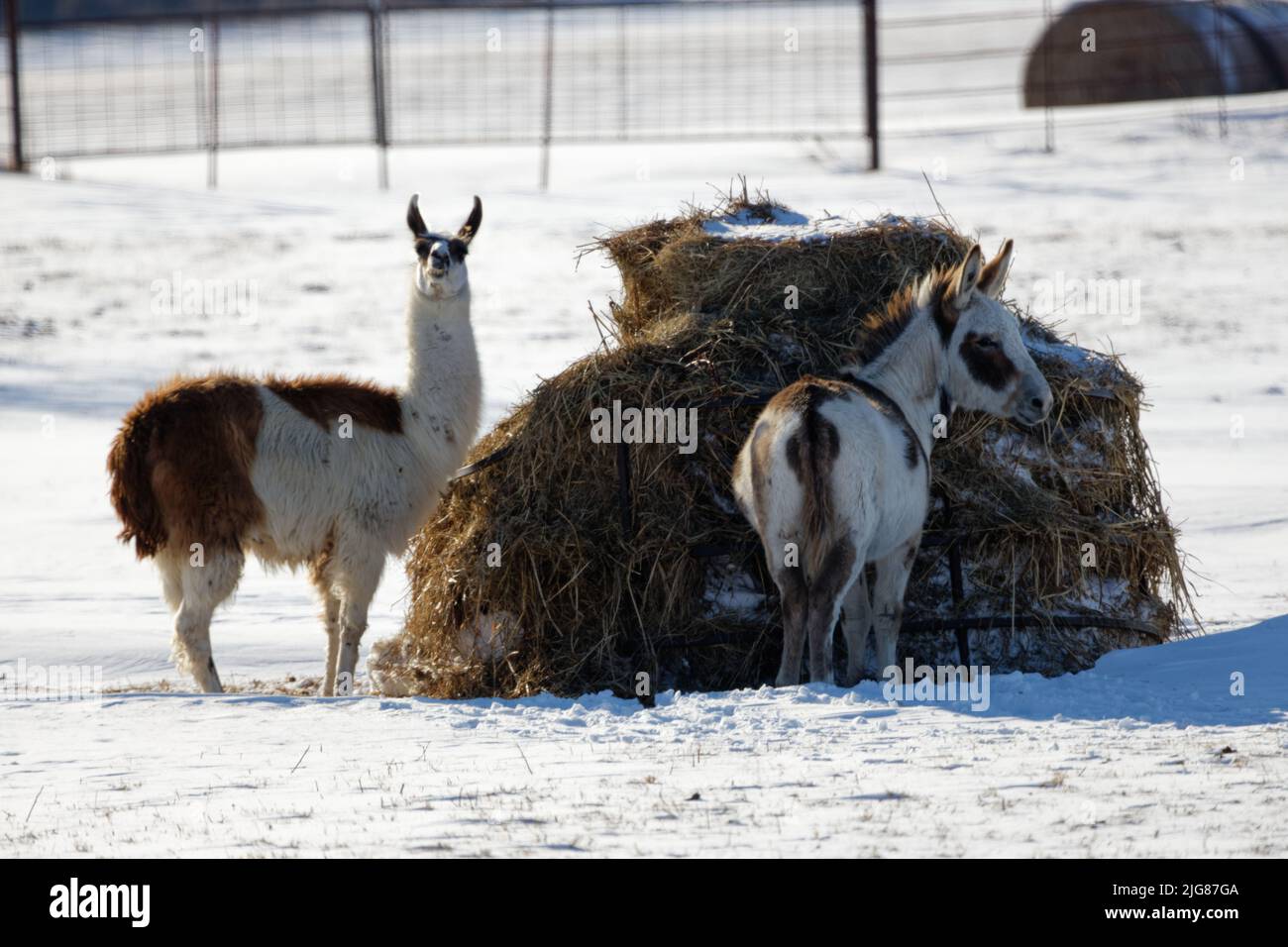 Llama snow winter hi-res stock photography and images - Alamy